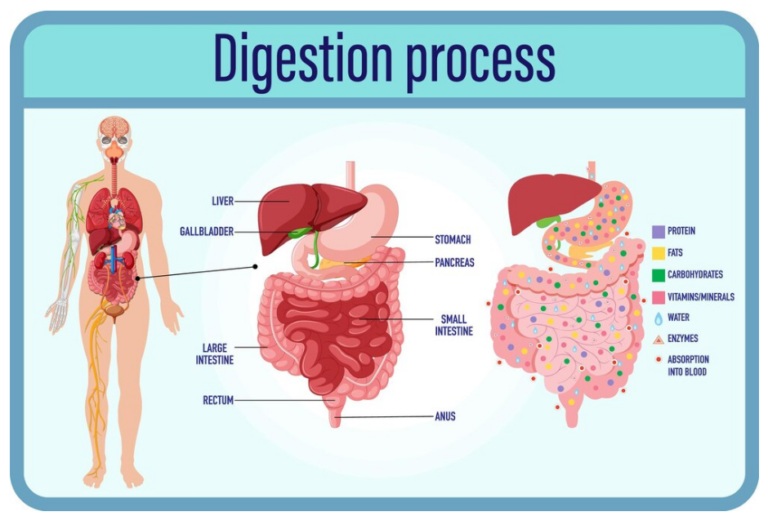 Understanding Your Digestive System: How It Works and Why It Matters ...